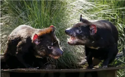 Tasmanian devil facial tumour research challenged: disease may not be ...
