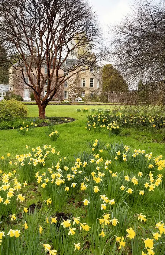 A legacy of daffodils - PressReader