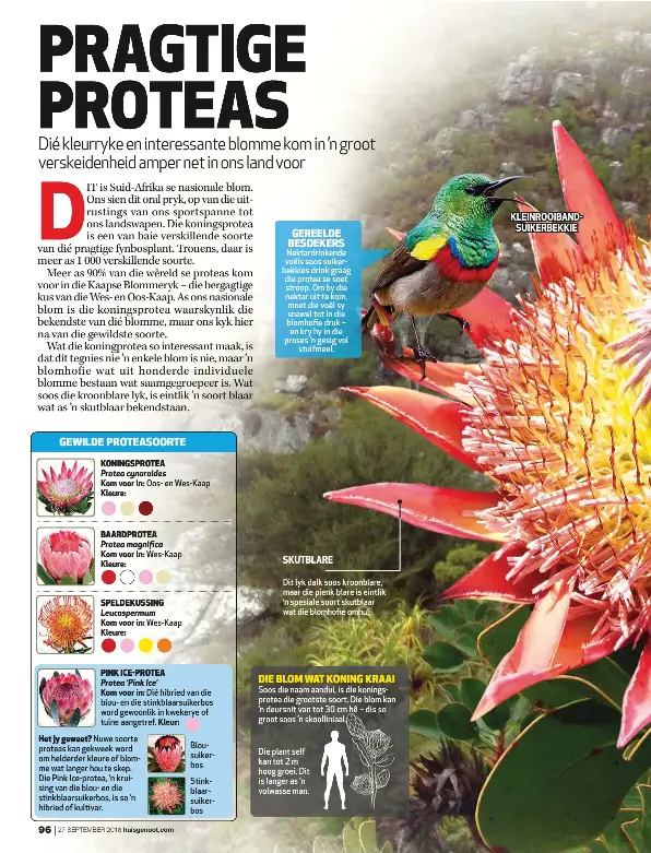 PRAGTIGE PROTEAS - PressReader