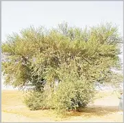 Going… going… gone? - PressReader