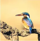 Photograph­ers - PressReader