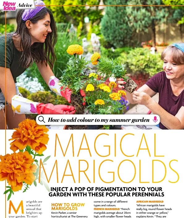 MAGICAL MARIGOLDS - PressReader
