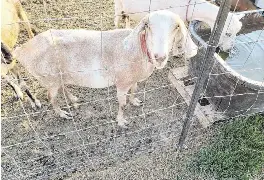 PETA probe alleges neglect at goat dairy near Boise - PressReader