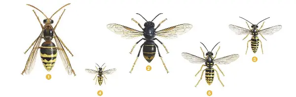 KEY WASP SPECIES - PressReader