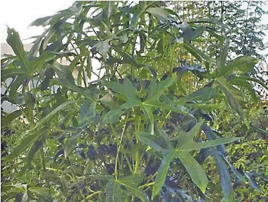 Wen, Namsek iti Sustansia ti Marasaluyo­t - PressReader