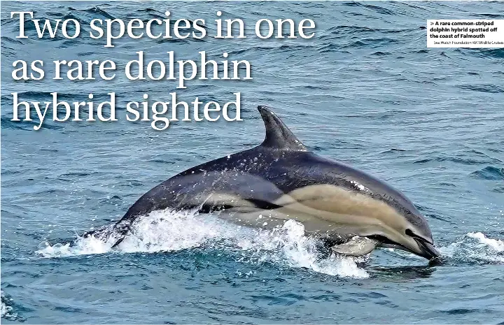 Two species in one as rare dolphin hybrid sighted - PressReader