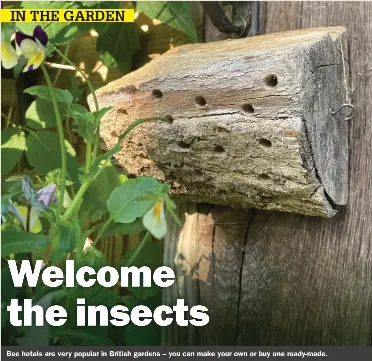 Welcome the insects - PressReader