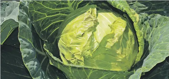 Crown cabbage the queen of coleslaw - PressReader