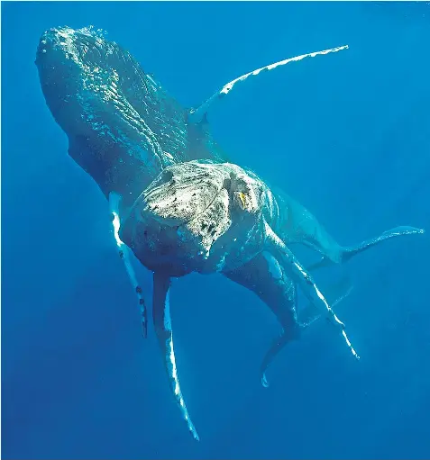 First whale sex sighting – and it’s two males - PressReader