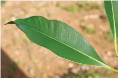 BITANGHOL - PressReader