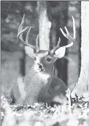Proper Care and Handling of Venison from Field to Table | The Daily ...