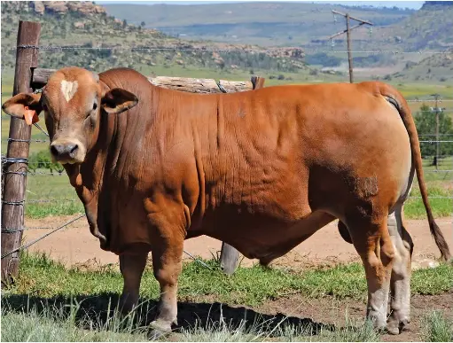 Young Bull Day: an affordable way for breeders to learn from the best ...