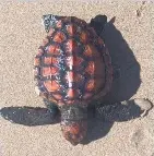 Look out for tiny turtle hatchlings on beaches - PressReader