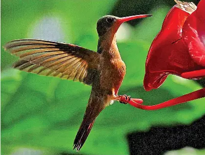 A tiny bird of extremes - PressReader