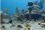 Underwater ‘doorbell’ helps scientists catch coraleatin­g fish in Florida - PressReader