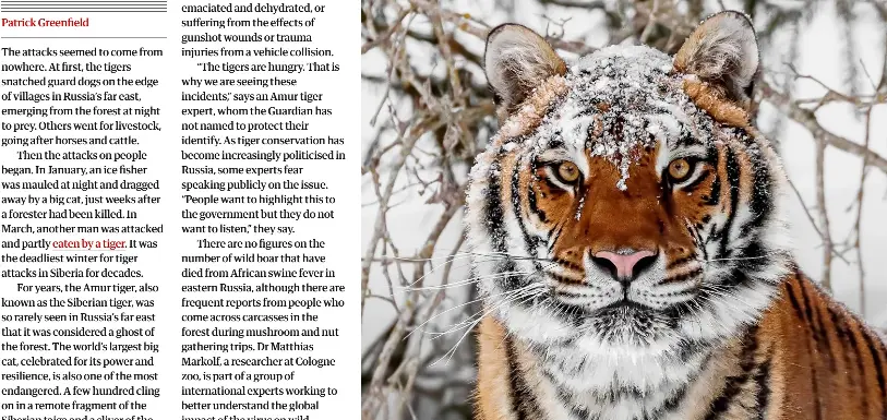 ‘The tigers are hungry’: endangered but deadly, the world’s largest big cat is sowing fear in ...