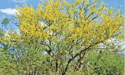 Plantarán especies arbóreas aptas para suelo salínico - PressReader