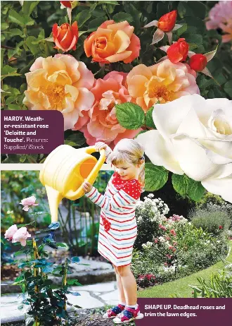 Roses need more than rain - PressReader