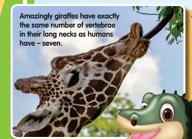 The amazing giraffe - PressReader