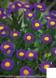 16 KEY PLANTS - PressReader