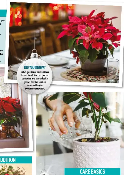 POTTED AT HOME - PressReader