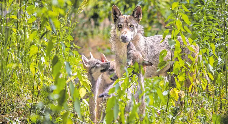 Vukovi na nišanu Europske komisije - PressReader