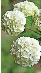 ASK DIARMUID - PressReader