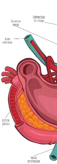 El Estómago - PressReader