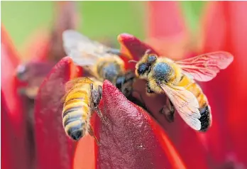 Every third mouthful relies on bees - PressReader