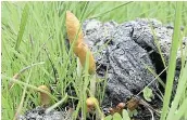 Two new species of hallucinog­enic mushrooms discovered in Southern ...