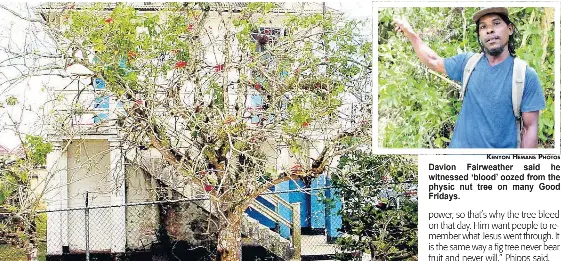 J’cans convinced Jesus’ cross made from ‘bleeding’ physic nut tree ...