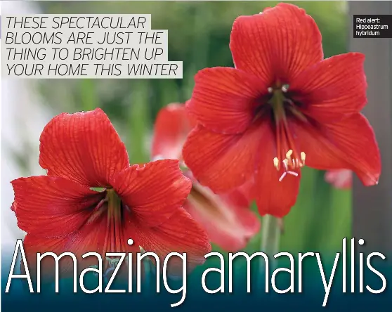 Amazing amaryllis - PressReader