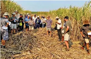 Developing future sugar cane growers - PressReader