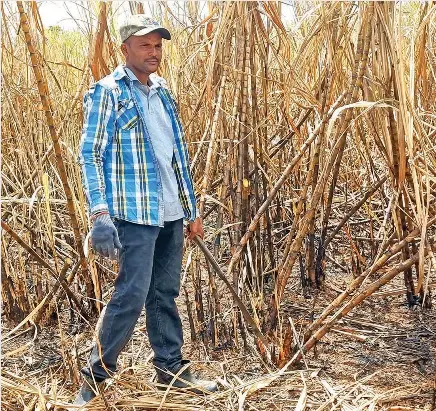 North cane farmers to harvest cane before closing - PressReader