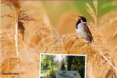 RODING VALLEY MEADOWS - PressReader