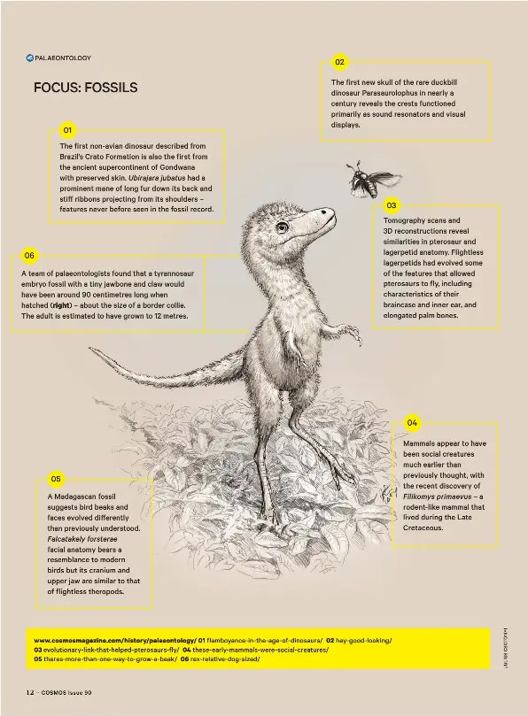 Focus: fossils - PressReader