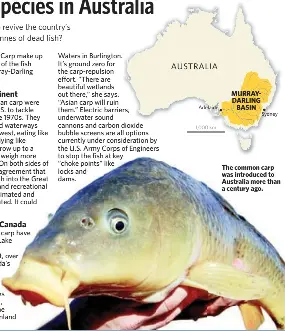 ‘Carp-ageddon’ looms for invasive species in Australia - PressReader