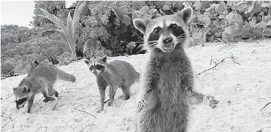 EN PAPEL LA PROTECCIÓN A MAPACHES - PressReader