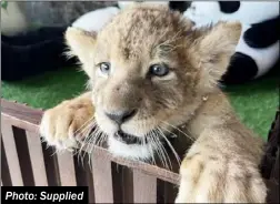 Officials hunt lion cub misuse at tourist cafe - PressReader
