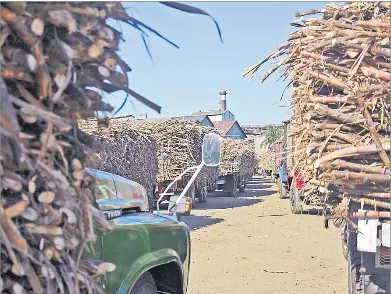 ‘Women farmers produce 191,007 tonnes of cane’ - PressReader