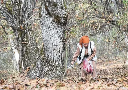 A withering trade - PressReader