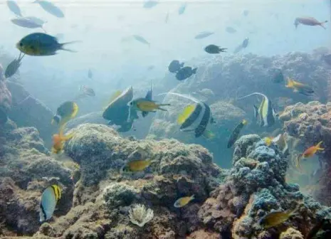 Fish sanctuary offers food for generation­s - PressReader