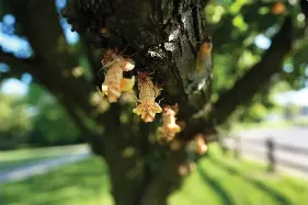 Think cicadas are weird? - PressReader