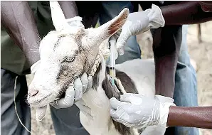 Pulpy kidney: The silent killer - PressReader