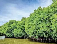 SAVING THE PLANET WITH MANGROVES - PressReader