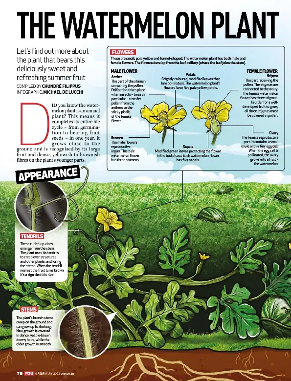 THE WATERMELON PLANT - PressReader