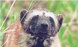 US moves to protect wolverines from extinction - PressReader