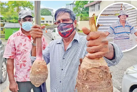 Family rushes to salvage root crops - PressReader