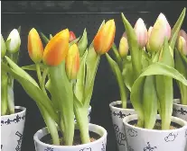 COAXING TULIP BLOOMS - PressReader
