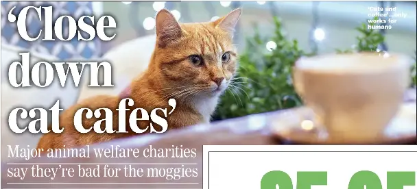 ‘Close down cat cafes’ - PressReader